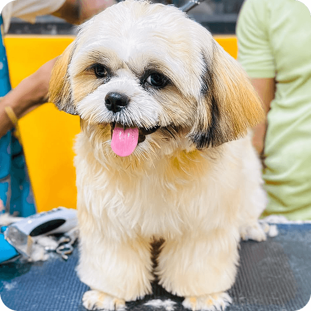 RC Pet Resort | Where Pets Are Cared, Groomed & Loved