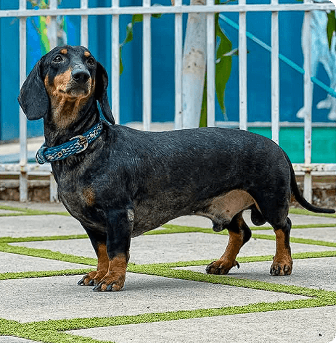 RC Pet Resort | Where Pets Are Cared, Groomed & Loved