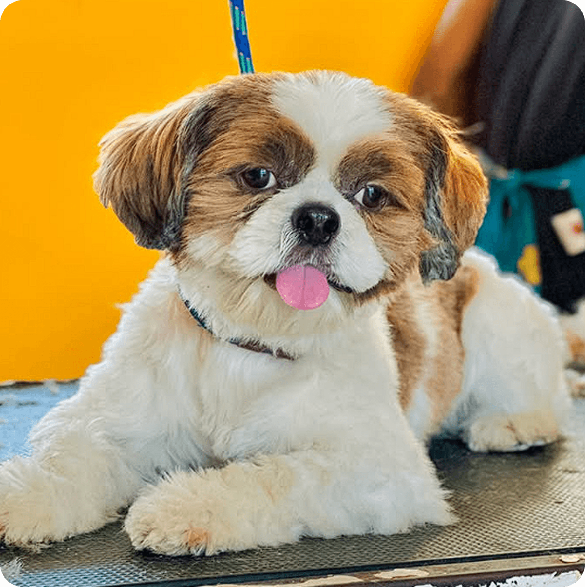 RC Pet Resort | Where Pets Are Cared, Groomed & Loved