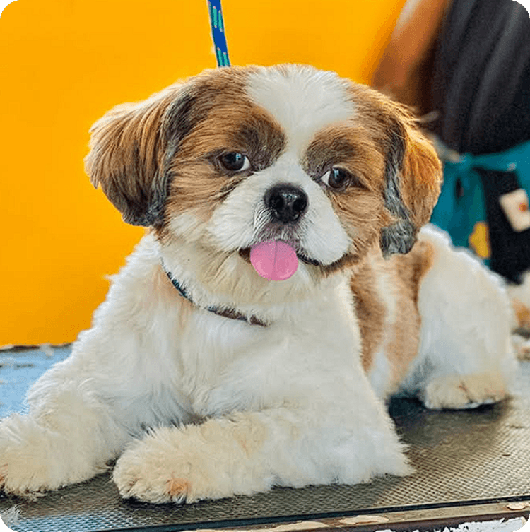 RC Pet Resort | Where Pets Are Cared, Groomed & Loved