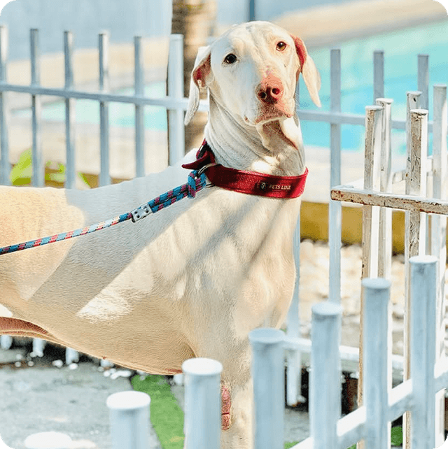 RC Pet Resort | Where Pets Are Cared, Groomed & Loved
